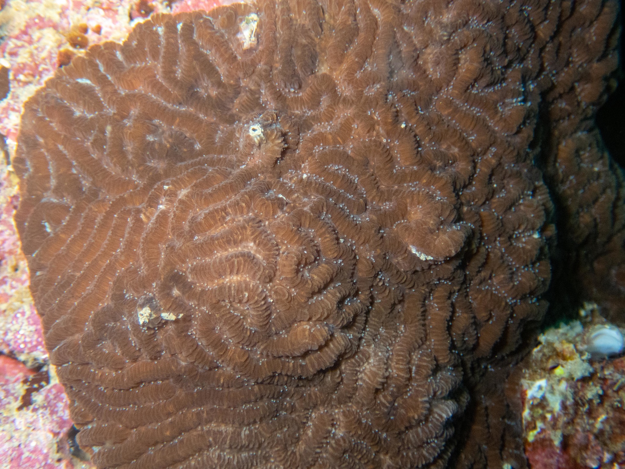 Leptoria phrygia (Ellis & Solander, 1786)