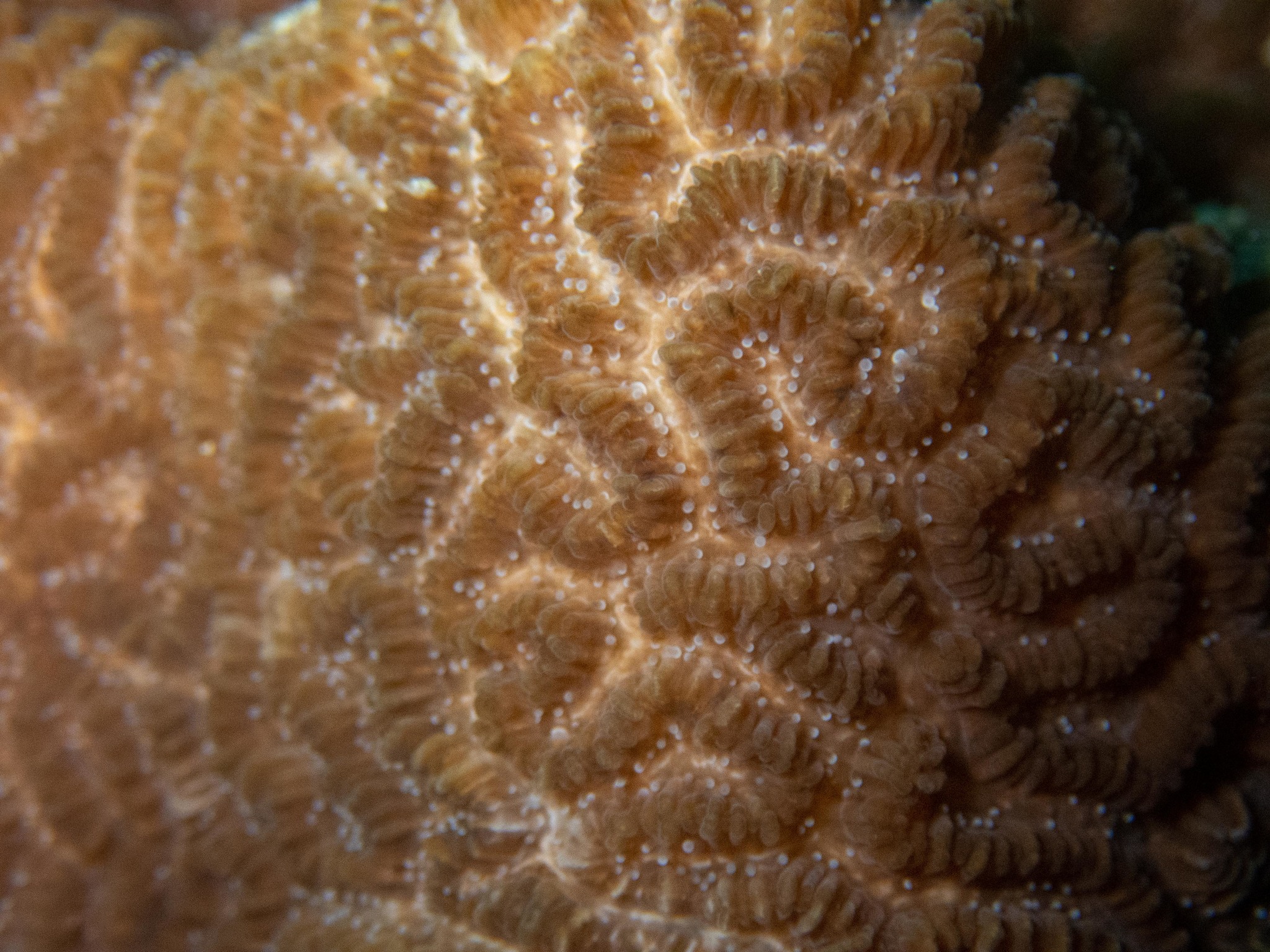 Leptoria phrygia (Ellis & Solander, 1786)