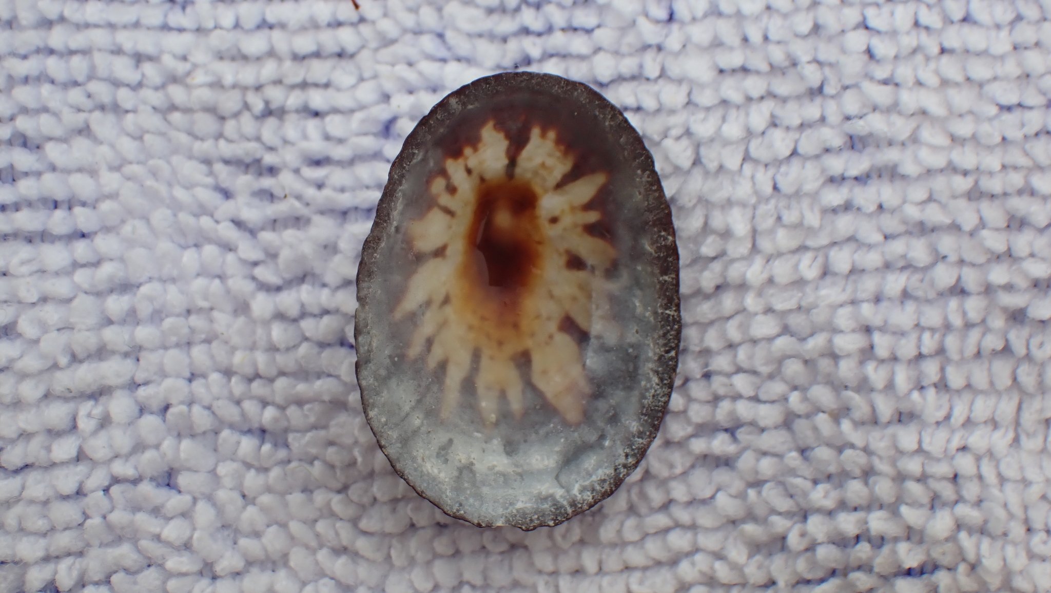 Cellana stellifera (Gmelin, 1791)