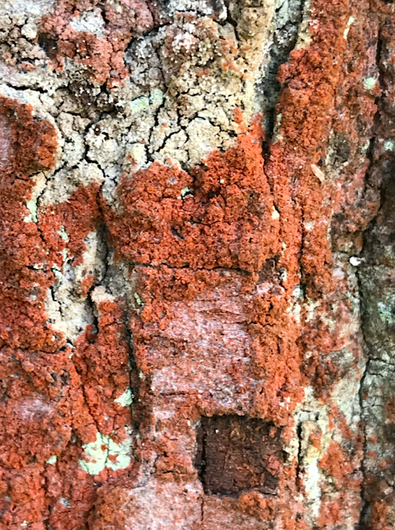 Orange Terrestrial Algae (Trentepohliales) - Botanical Realm