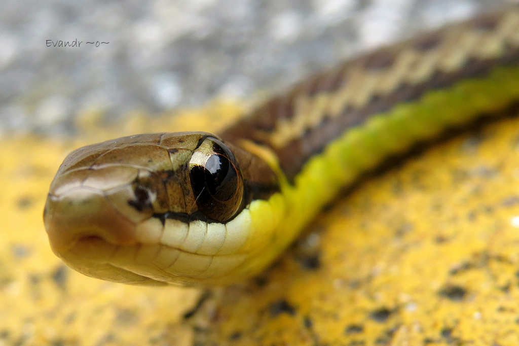 Head-striped Leaf-litter Snake (Echinanthera cephalostriata) - Snakes ...