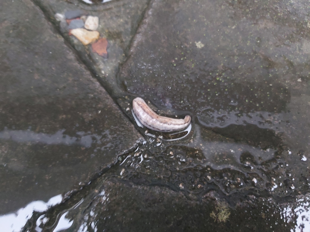 Chinese Slug from 台灣台北 on November 23, 2021 at 04:03 PM by 胡正恆(Jackson ...