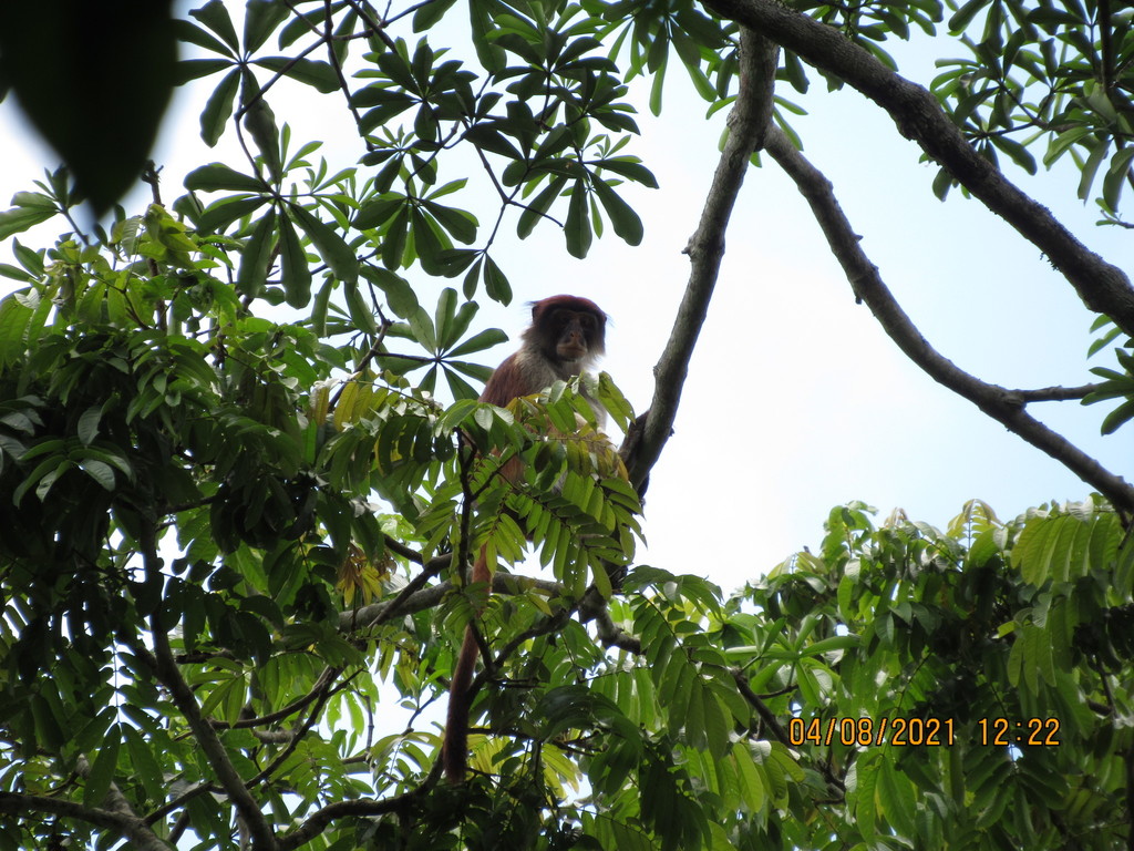 Lomami Red Colobus in April 2021 by Paul Falay. C'est un groupe mixte ...