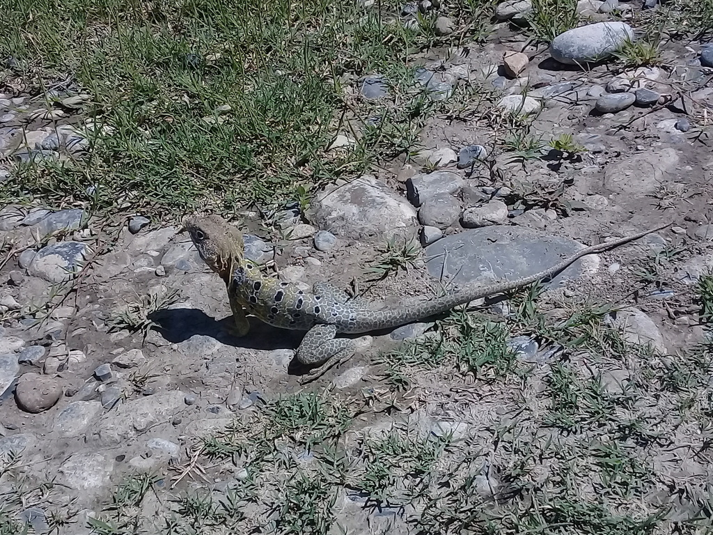 Reticulate Collared Lizard from Los Herreras, MX-NL, MX on May 8, 2018 ...