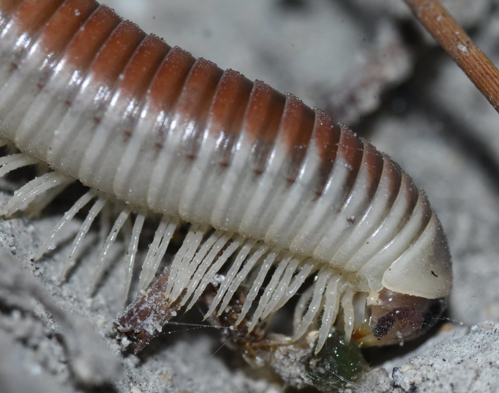 Florida Ivory Millipede from Miami-Dade County, FL, USA on February 3 ...