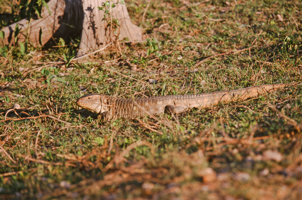 Paraguay Caiman Lizard from Aquidauana - State of Mato Grosso do Sul ...