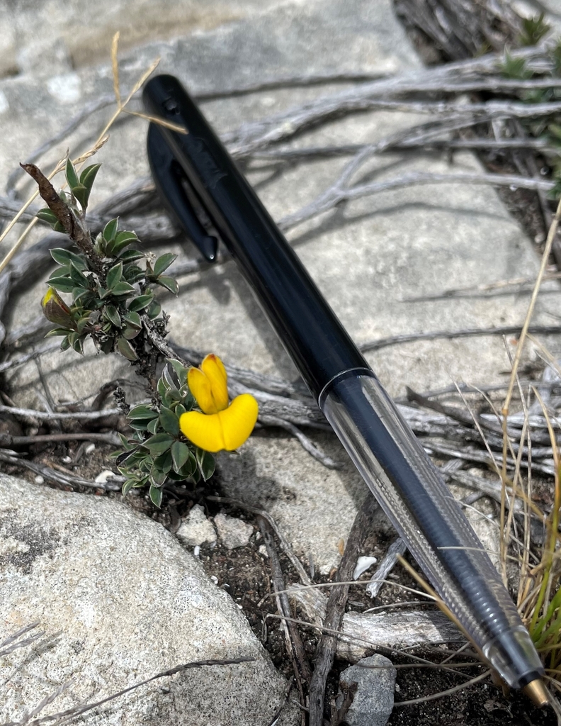 Limestone Silverpod from Still Bay East, Still Bay, 6674, South Africa ...