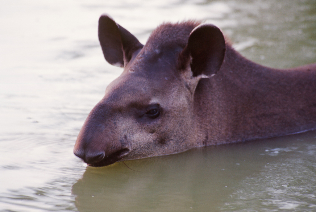 South American Tapir in May 2002 by Scott Buckel. I recently had some ...