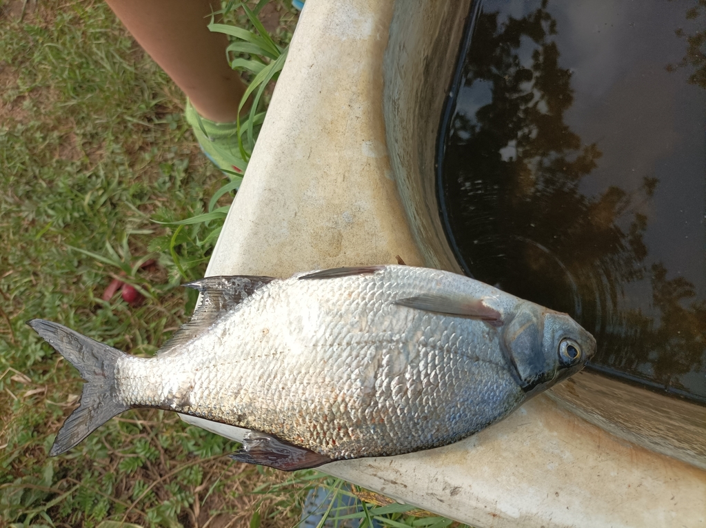 Common Bream from Ярославская обл., Россия, 152914 on 10 August, 2021 ...