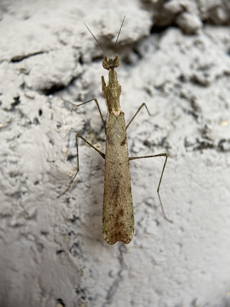 Haania vitalisi from Hedong, Sanya, Hainan, CN on January 29, 2022 at ...