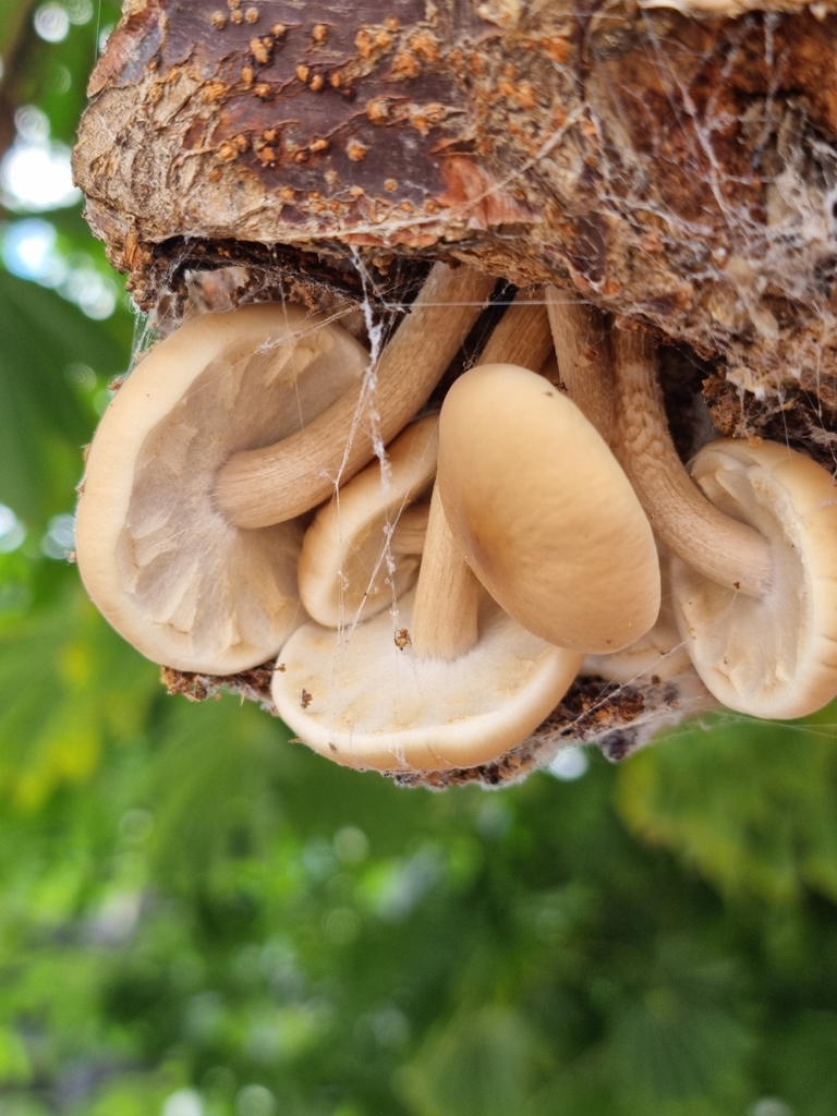 Tawaka from Av. H. Yrigoyen y 9 de Julio, La Merced, Salta, Argentina ...