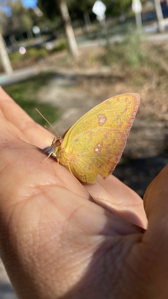 Marcellina Sulphur from Sienna Pkwy, Ladera Ranch, CA, US on February 4 ...