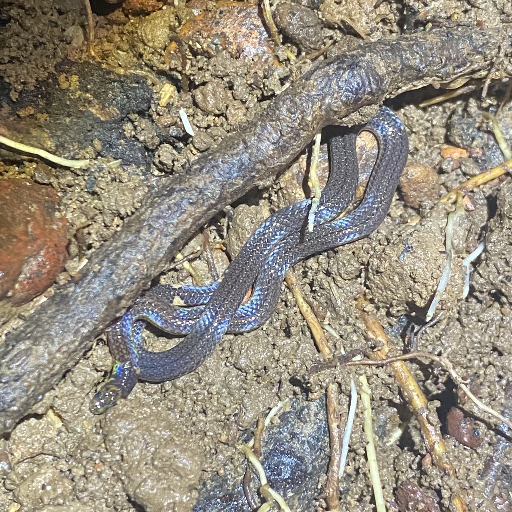 Collared Reed Snake from Kho Hong, Amphoe Hat Yai, Songkhla, TH on ...