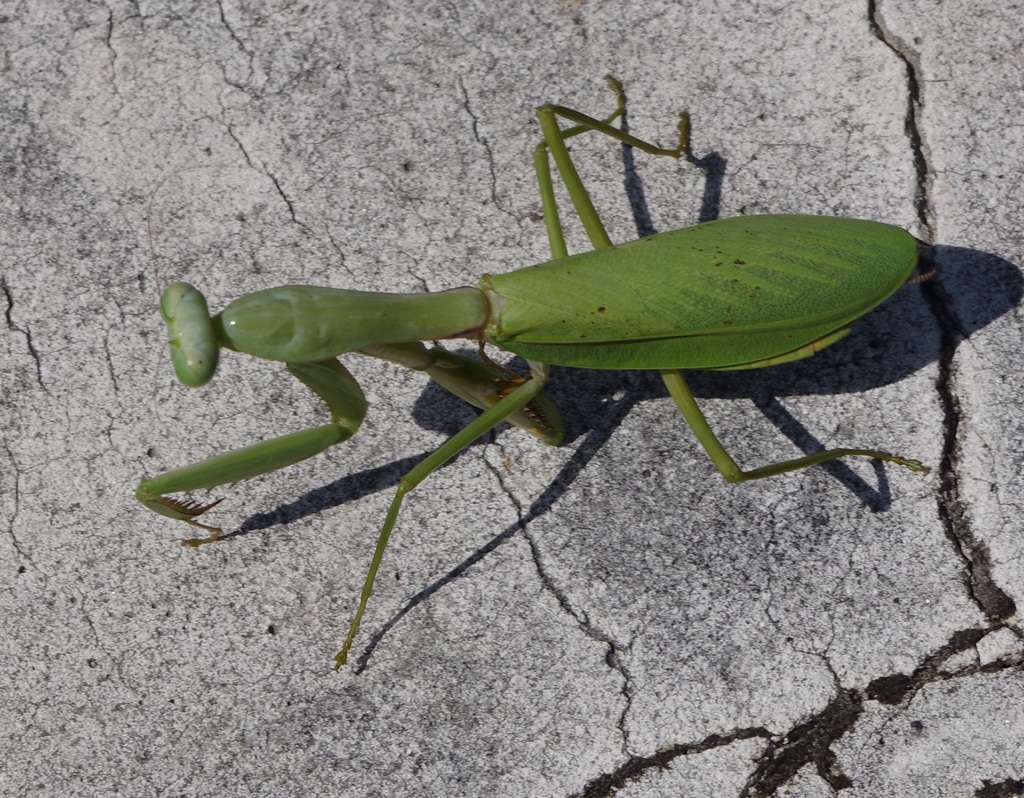 Giant Asian Mantises from Khuan Ka Long, Satun, Thailand on January 16 ...
