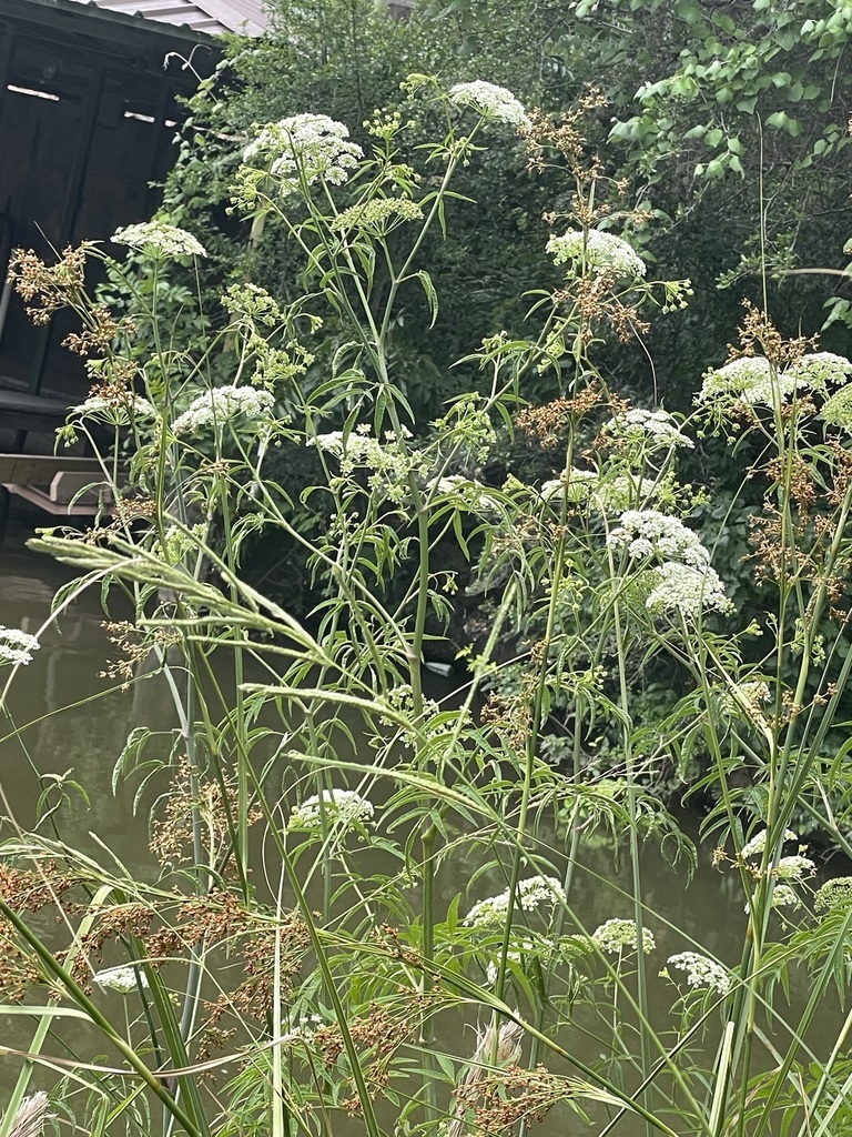 water hemlock in July 2021 by plantperson7654 · iNaturalist