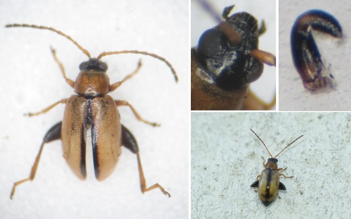 Longitarsus atricillus · iNaturalist United Kingdom