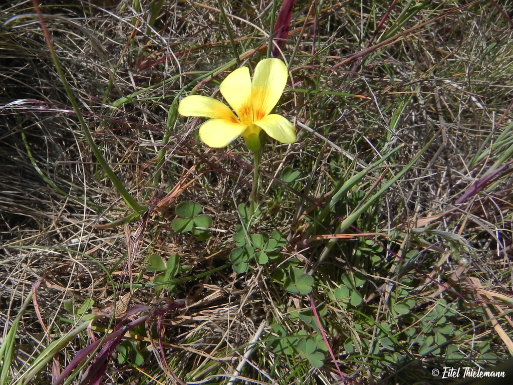 (Oxalis aureoflava) - Botanical Realm