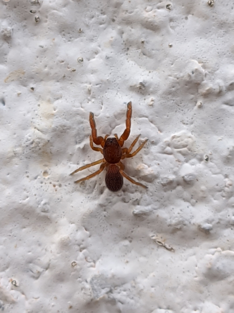 Common Palp-footed Spider in February 2022 by aggranada · iNaturalist
