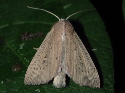 Linen Wainscot Moth from Jamaica Bay Wildlife Refuge, Queens, NY, USA ...