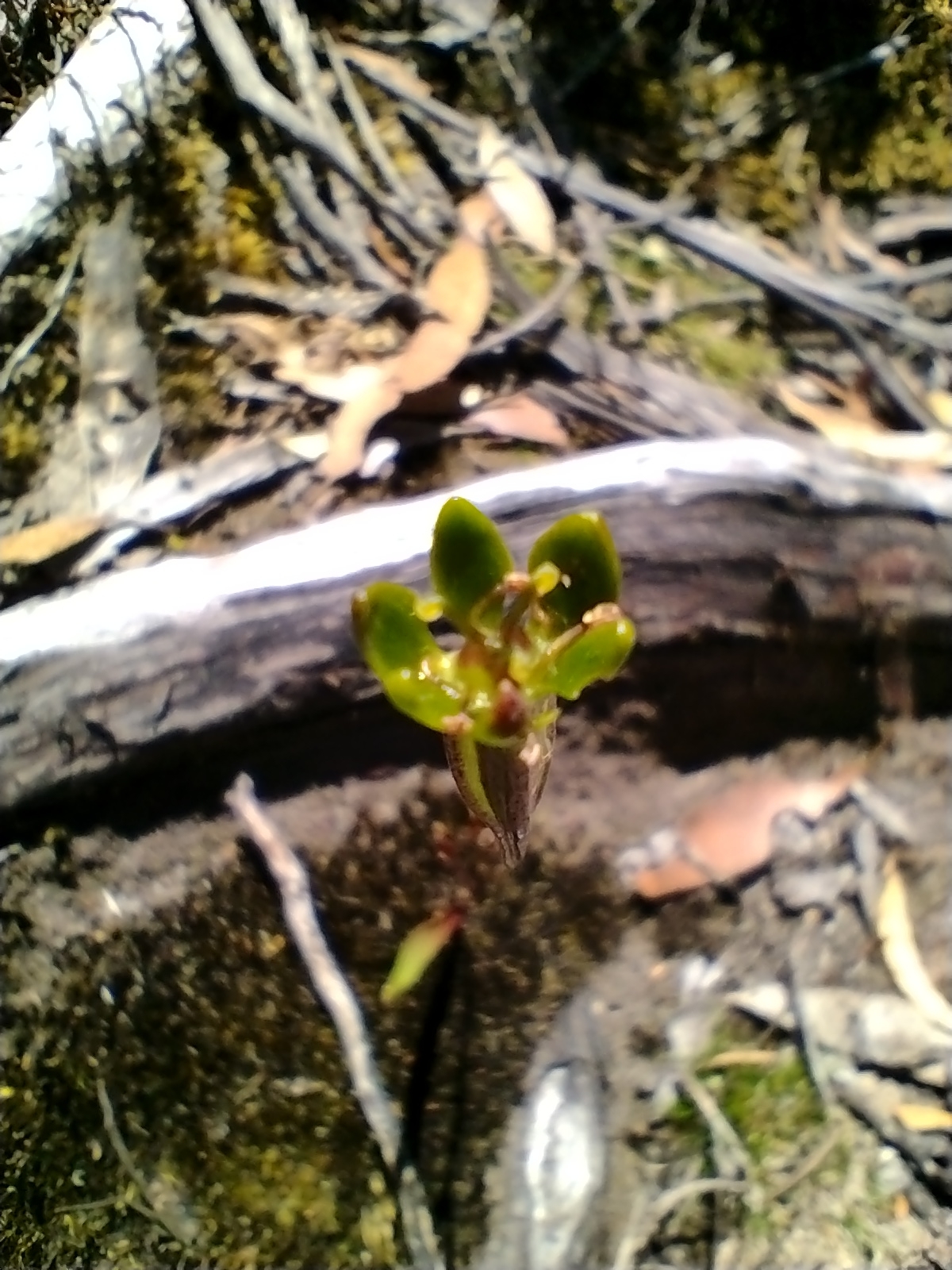 Campynema lineare Labill.