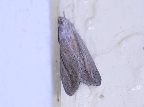 Leucania extincta from Jones Beach, Nassau County, NY, USA on May 22 ...