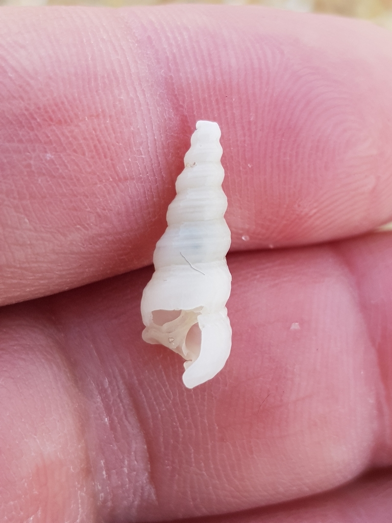 Mesalia mesal from Vagos, PT-AV, PT on February 4, 2022 at 02:14 PM by ...