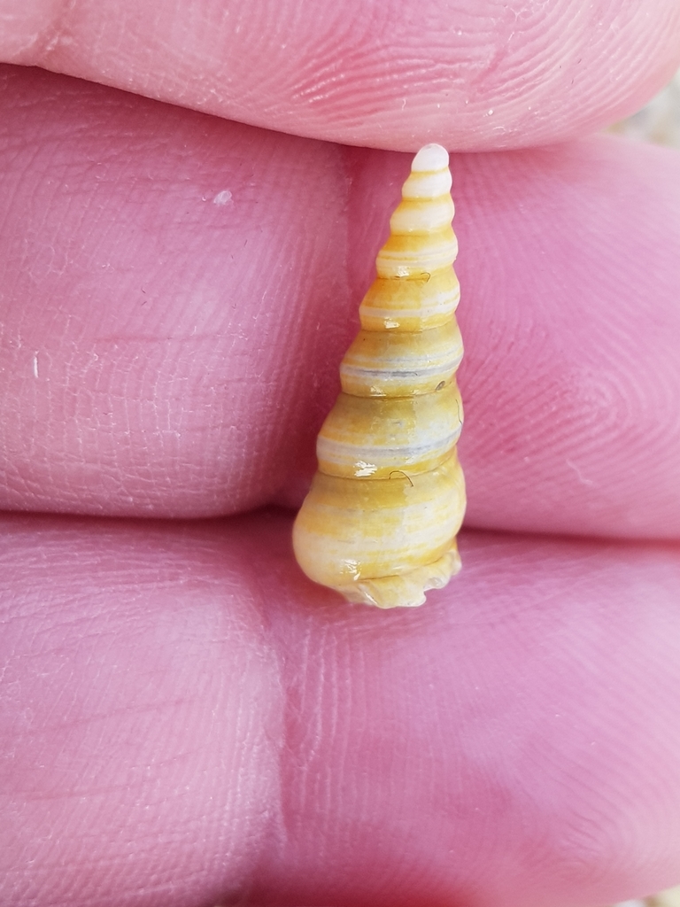 Mesalia mesal from Vagos, PT-AV, PT on February 4, 2022 at 02:15 PM by ...