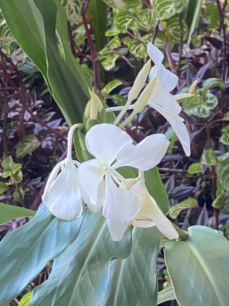 White ginger in February 2022 by tolvay family · iNaturalist