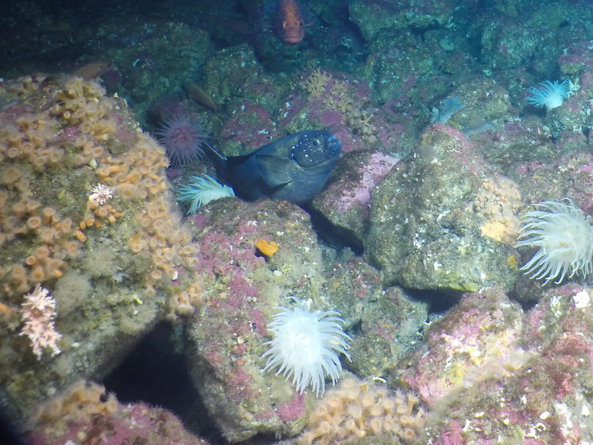 Zaprora silenus Jordan, 1896