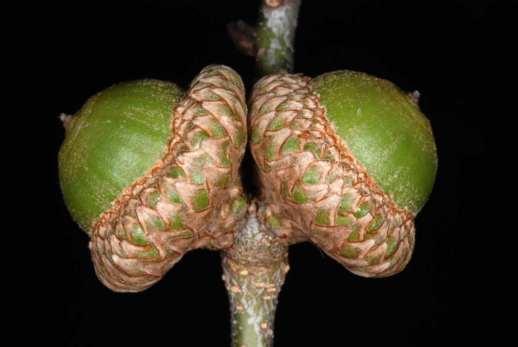 shingle oak (Quercus imbricaria) - Botanical Realm