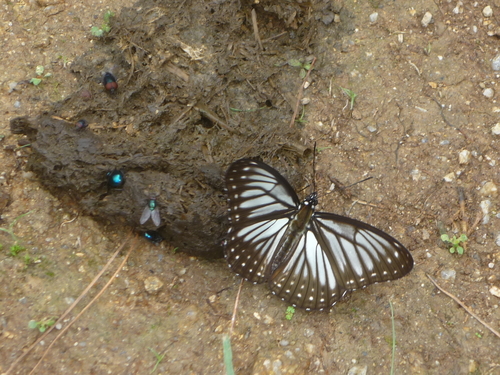 Limenitis rileyi · iNaturalist Mexico