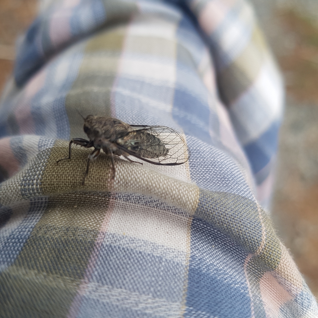 Clay Bank Cicada from Auckland 1010, New Zealand on February 5, 2022 at ...