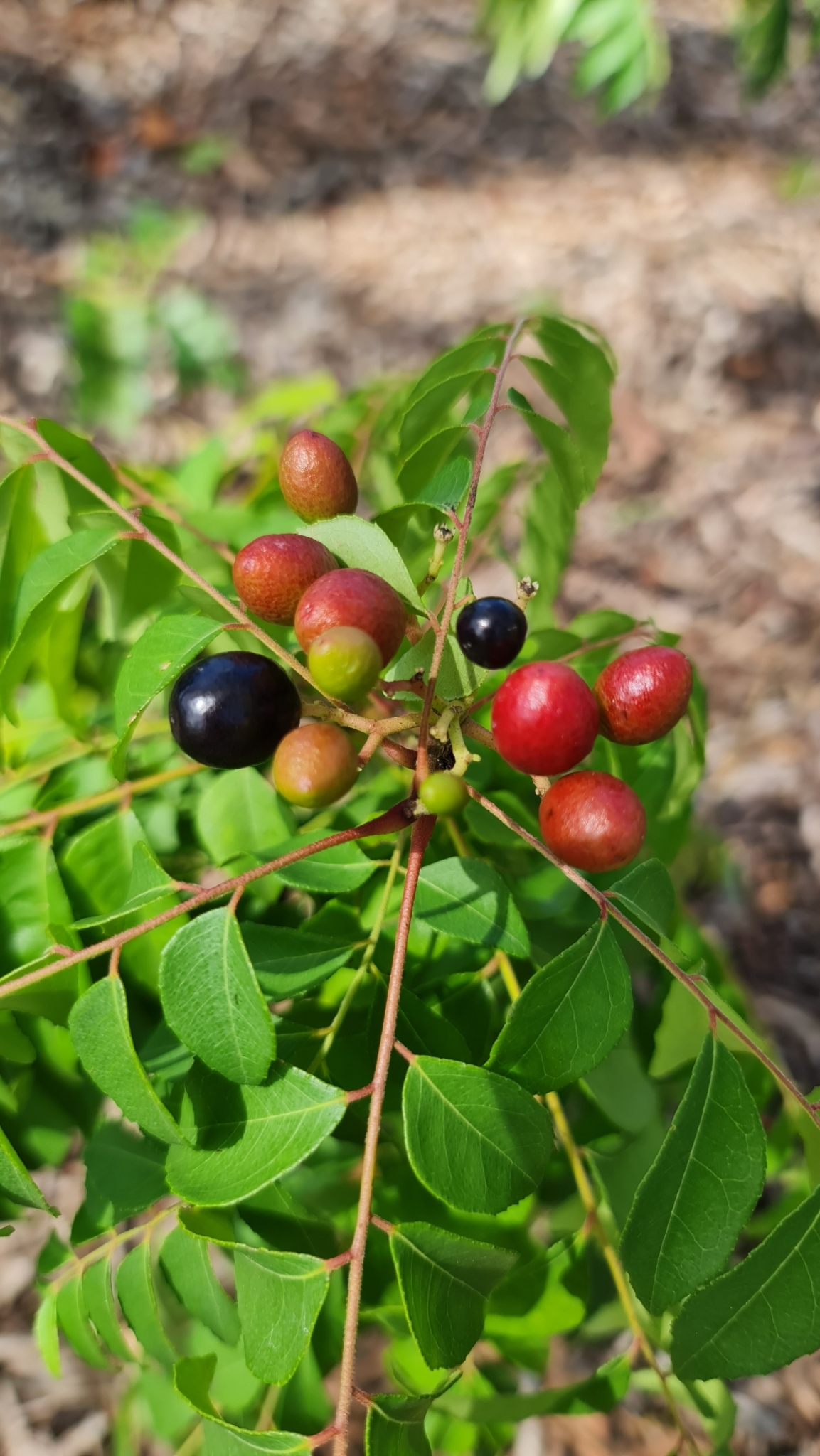 Murraya koenigii (L.) Spreng.