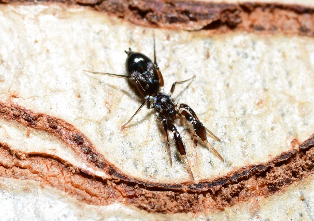 Micaria from Landsborough QLD 4550, Australia on February 05, 2022 at ...