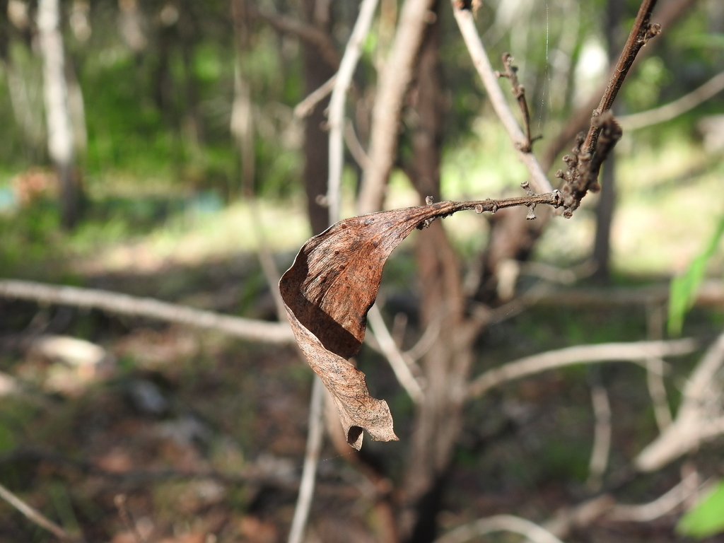 Persoonia cornifolia from Talegalla Weir QLD 4650, Australia on ...