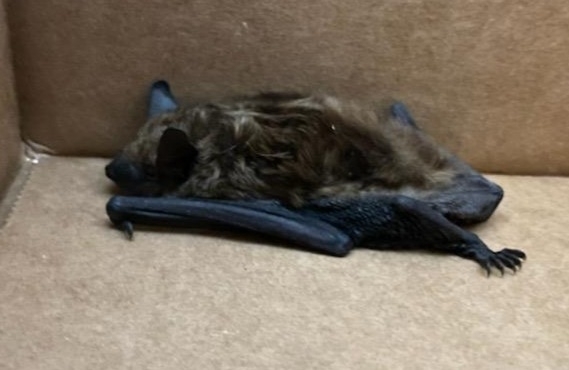 Vesper Bats from Overland Park, KS 66223, USA on February 3, 2022 by ...