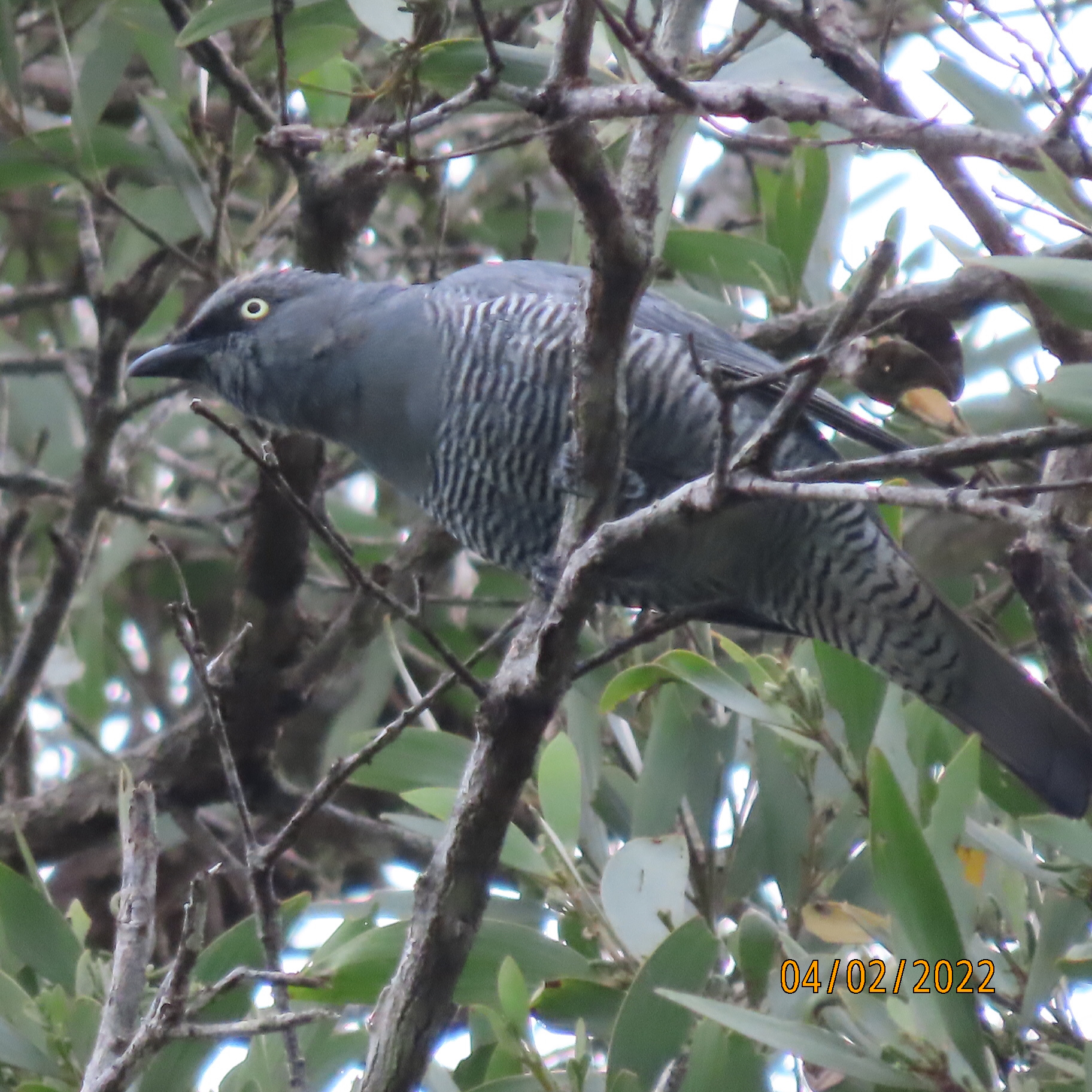 Coracina lineata (Swainson, 1825)