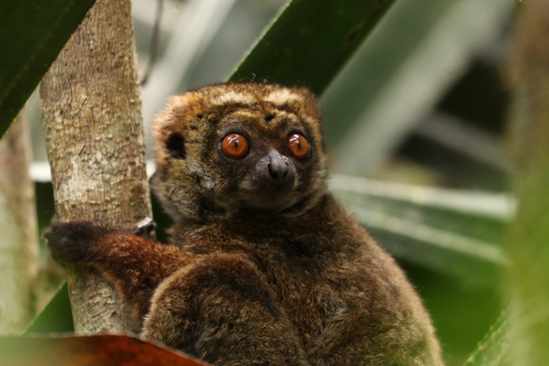 Indris, Sifakas, and Woolly Lemurs (Indriidae) - Know Your Mammals