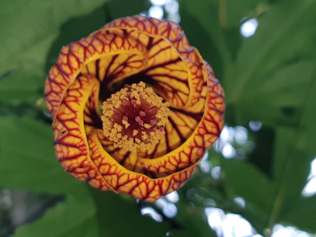 Redvein Abutilon (Callianthe picta) - Botanical Realm