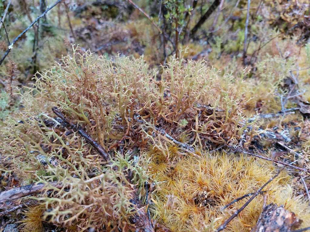 Cladia cryptica from Kahurangi National Park, Upper Takaka River ...