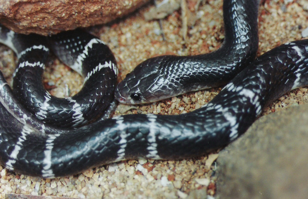Common Krait from Chittoor, Andhra Pradesh, India on August 15, 2005 at ...