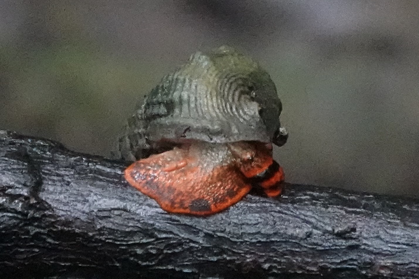 Cerithidea obtusa (Lamarck, 1822)