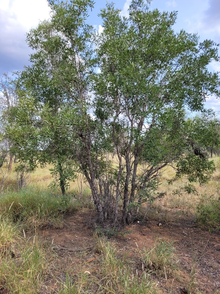 Leichhardt Bean from Burton QLD 4742, Australia on January 17, 2022 at ...