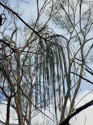Subspecies Hakea lorea lorea · iNaturalist