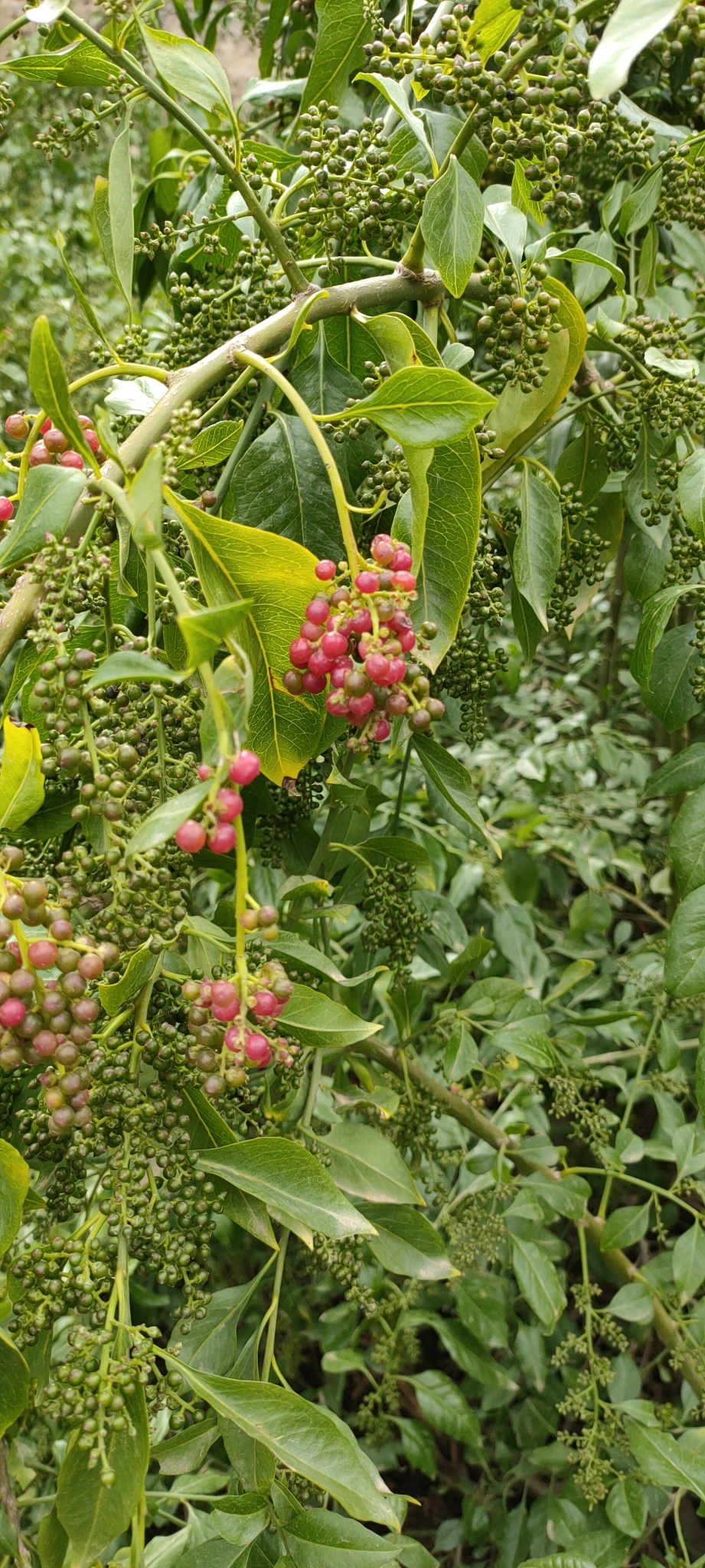 Bosea yermavora L.
