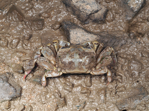 Photo 178285001, (c) KrabX, some rights reserved (CC BY-NC-ND ...