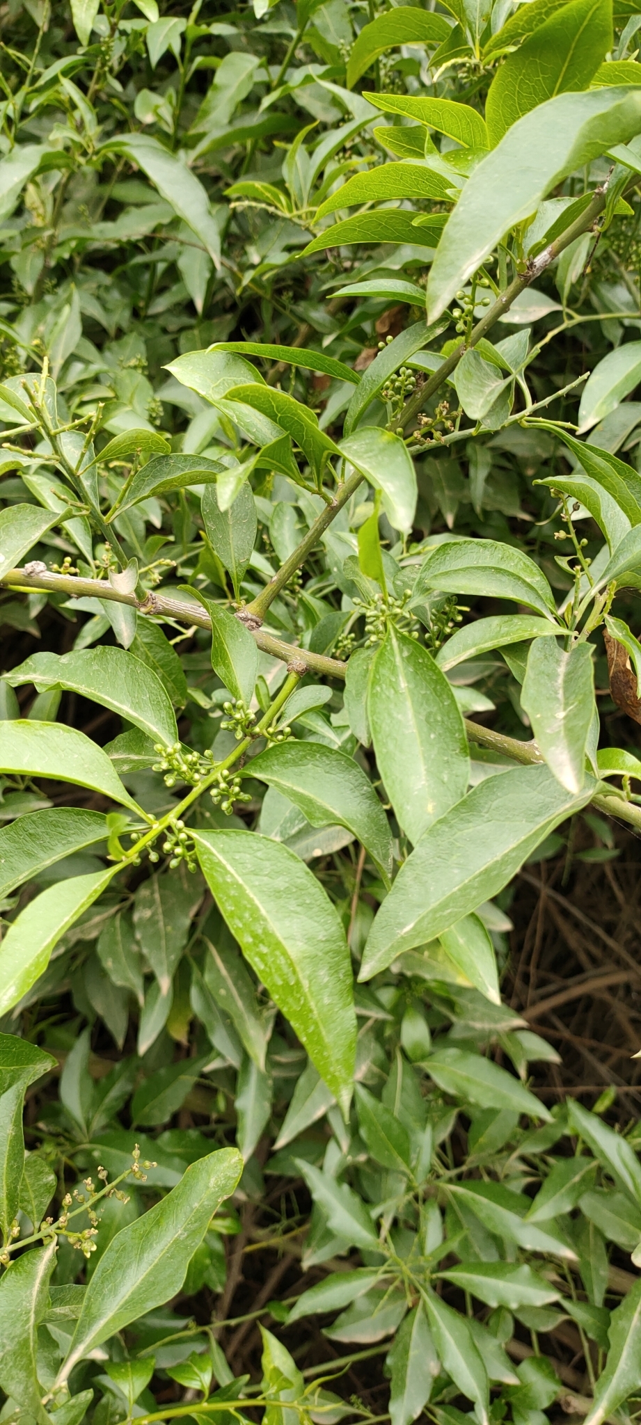 Bosea yermavora L.