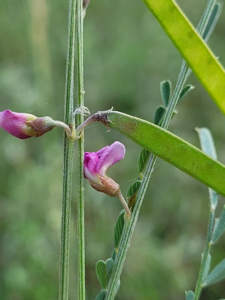 (Tephrosia juncea) - Botanical Realm