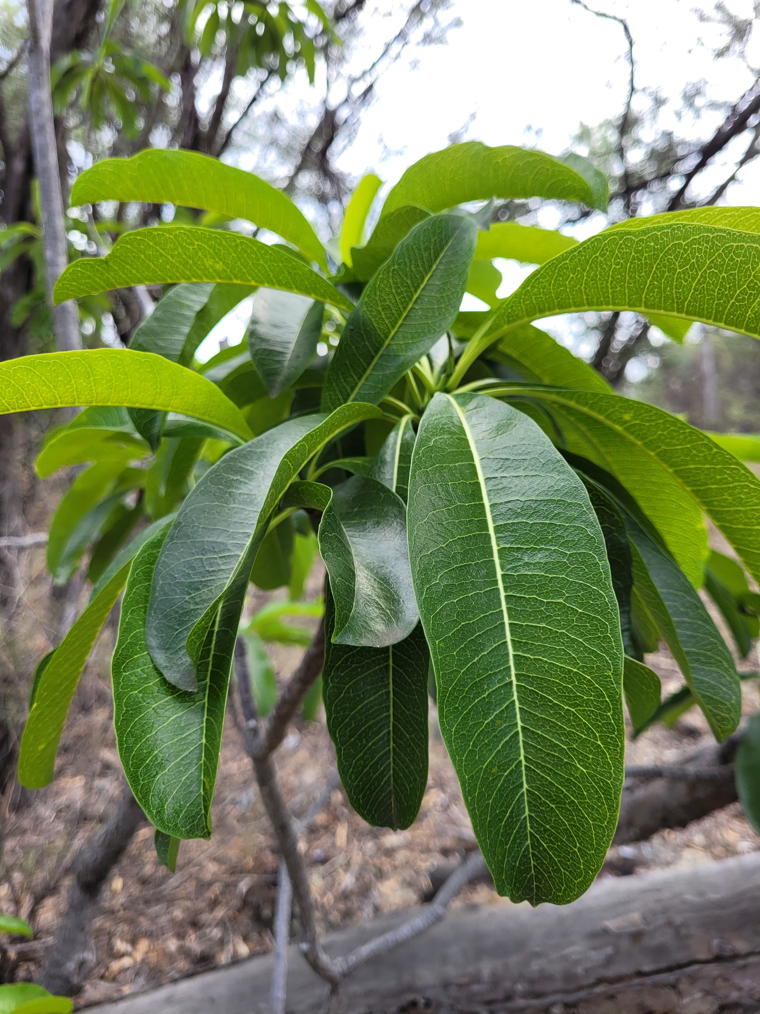 Cerbera dumicola P.I.Forst.