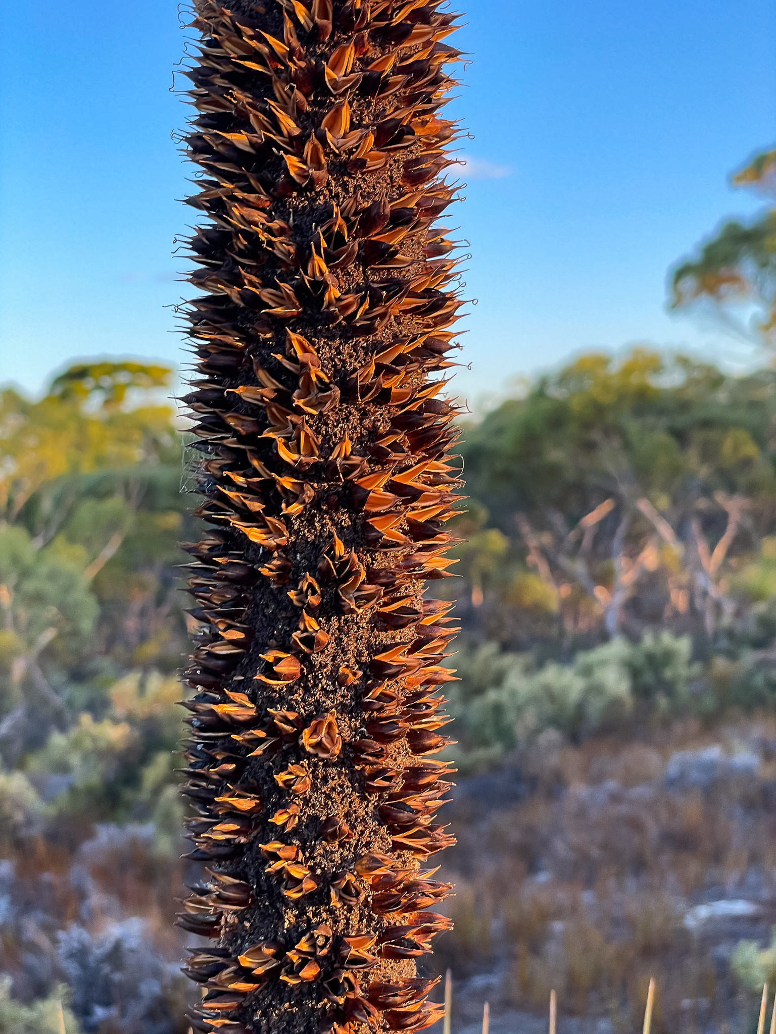 Xanthorrhoea drummondii Harv.